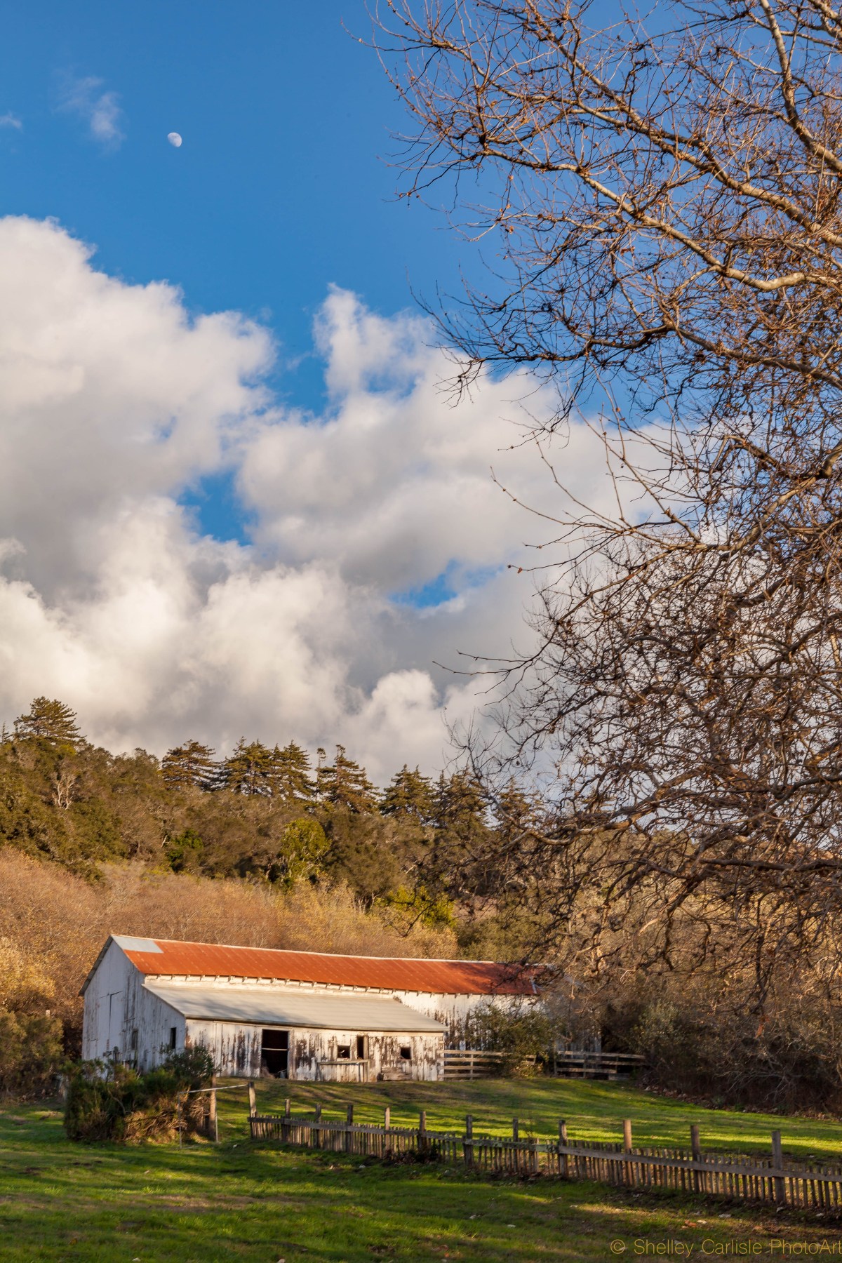 Big Sur Farm – SHELLEY CARLISLE ARTIST